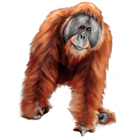 Add Free Animal Stickers PNG and Cliparts | LightX